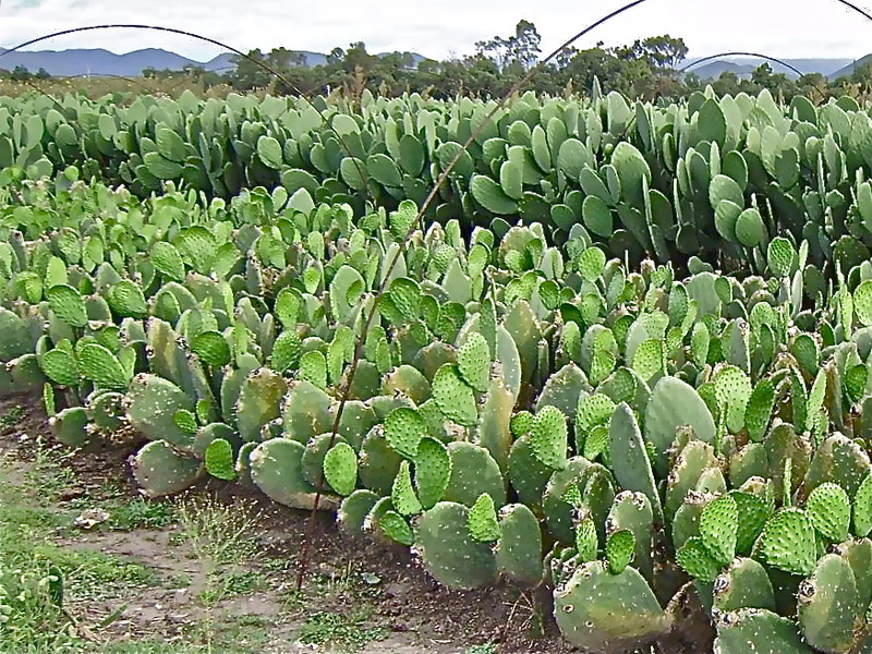 How Cactus Farming Can Help Reduce Nation’s Fuel Import Load