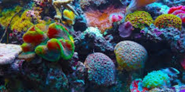 Coral Scientist Uses Technology to Save Chinese Reefs
