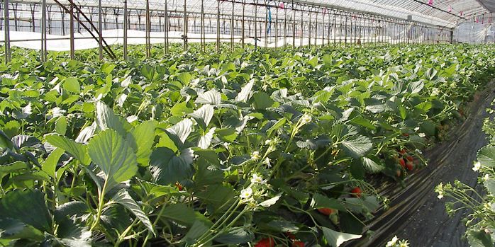 Inflatable greenhouse will help astronauts to grow food in space