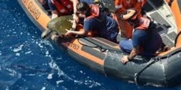 Life Guards Help Forest Department To Rescue Marine Animals In Goa