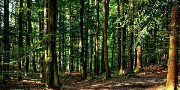Now, Growing Forests Have Become Quick And Easy