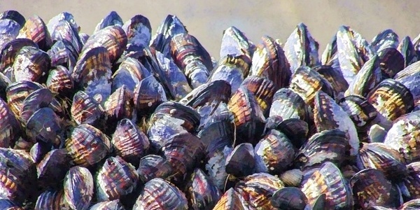 Scientists Find a Natural Way of Countering Water Pollution With Mussels