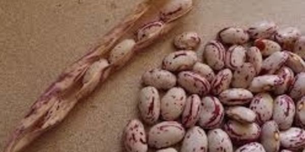 Super Beans Help To Address Hunger Issues