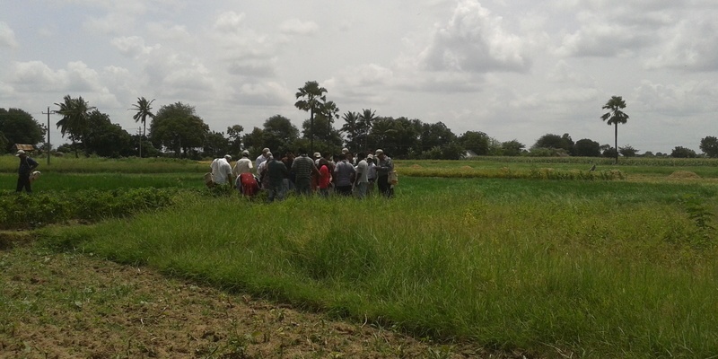 The Farmers in Enabavi Village in Telangana Only Practice Natural Farming