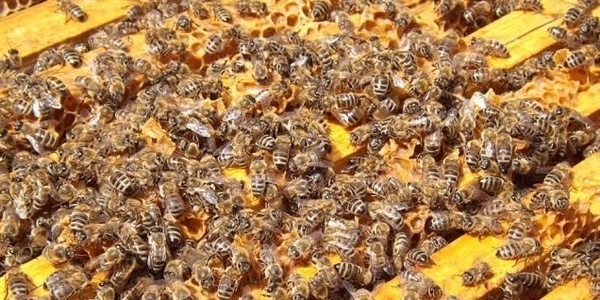 The Northeast to Gets Its First Honey Bee Development Centre