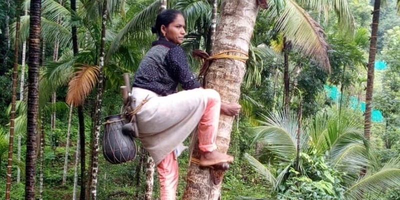 The Only Woman Toddy Tapper of Kerala Ascends to Dizzying Heights to ...