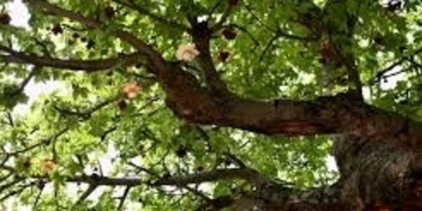 What's amazing about this ancient Parijat tree of Uttar Pradesh
