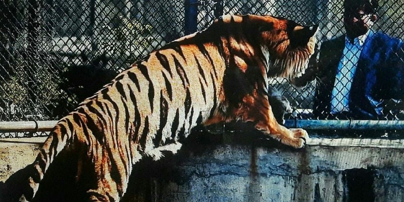 Tiger Gets A Prosthetic Leg